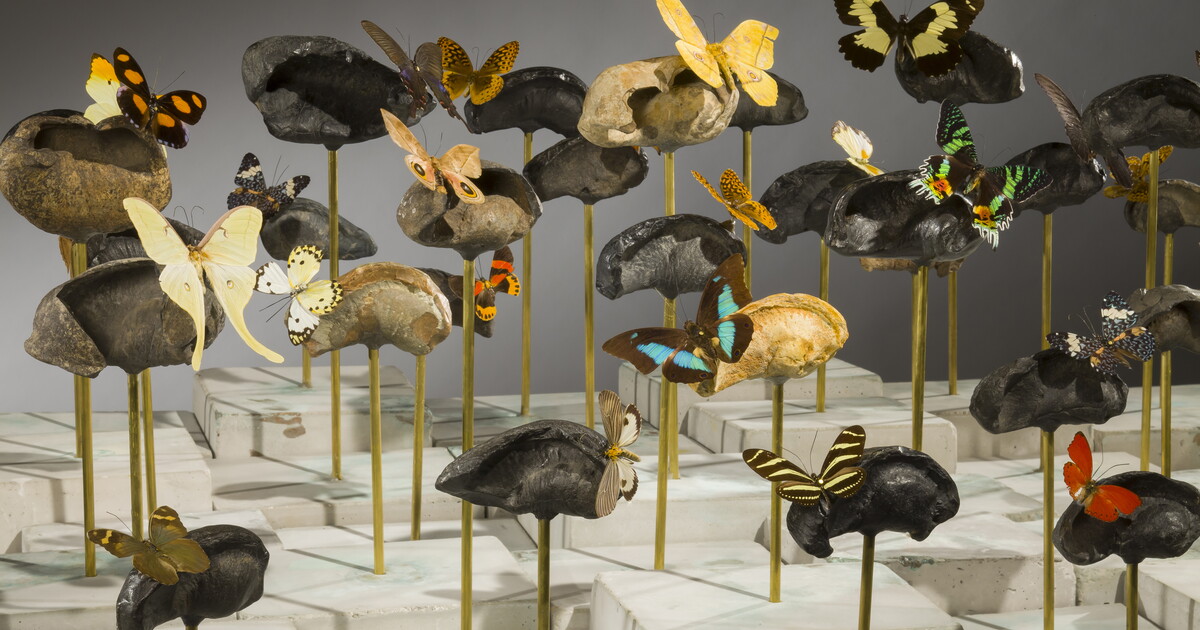 Dario Robleto: The Signal | Amon Carter Museum of American Art